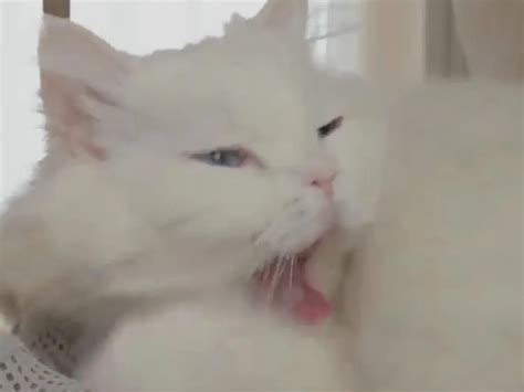 Coco Small Yawn Scrolller