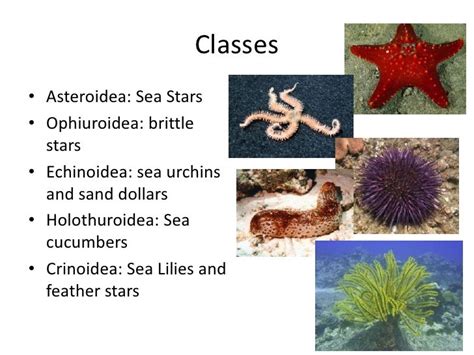 echinoderms