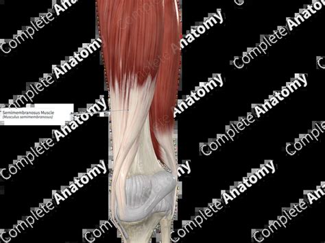 Semimembranosus Muscle Complete Anatomy