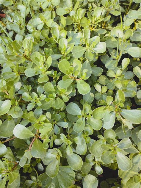 Portulaca Oleracea