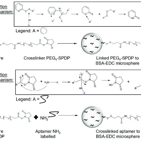 Functionalization Of Bsa Hydrogel Beads To Aptamer Capture Beads Acbs