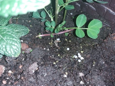 Stolon Khám Phá Cấu Trúc Sinh Học Đặc Biệt Và Vai Trò Của Nó Trong