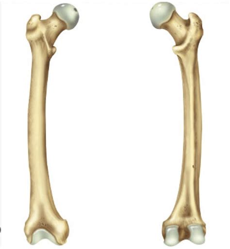 Femur Labeling Diagram Quizlet