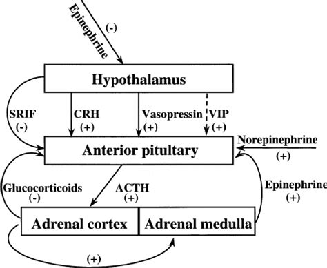 Regulation Of Glucocorticoid Secretion Modified After Axelrod And