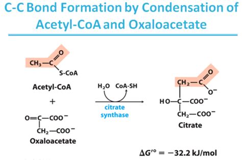 BIOL201 Lecture 3 Flashcards Quizlet