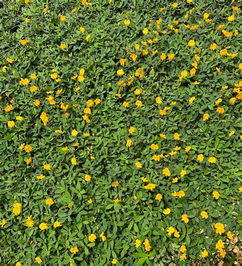 Peanut Grass By Ek52 On Deviantart