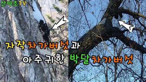 자작나무 차가버섯과 아주 귀한 박달나무 차가버섯을 만나다~ 산야초tv 산야초산행 Youtube