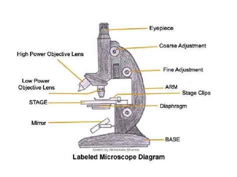 Cell Size Microscope Measurement How Big Is