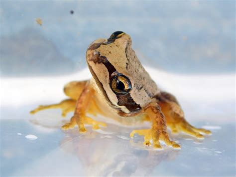 Southern Brown Tree Frog Tasmania Free Photo On Pixabay Pixabay