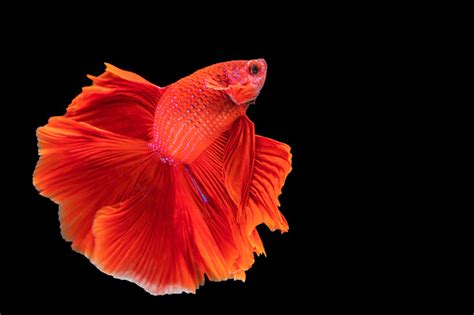 고립 된 검은 배경에 태국에서 물고기를 싸우는 하프문 베타 복사 공간이있는 붉은 샴 베타 물고기의 아름다운 움직이는 순간 공격성에 대한 스톡 사진 및 기타 이미지 Istock