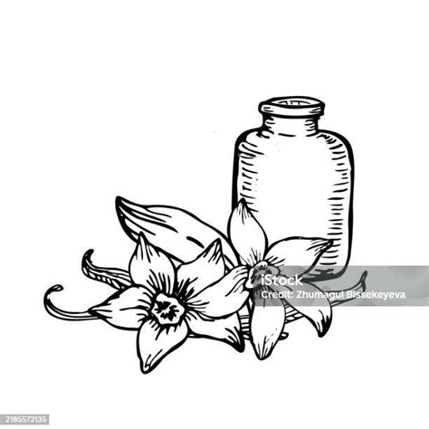 바닐라 난초 꽃과 꼬투리의 상세한 벡터 라인 아트로 묘사되어 있습니다 꼬투리에 대한 스톡 벡터 아트 및 기타 이미지 꼬투리