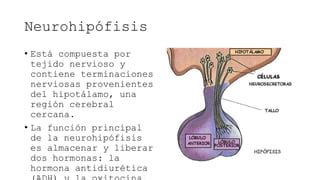 Fisiologia Ejes Hipotalamo Hipofisis Pptx