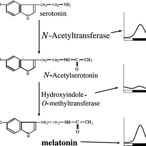 Melatonin Biosynthesis Pathway The Graphs On The Right Show Typical