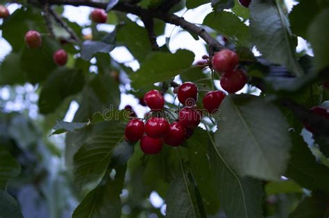 Unripe Cherry Fruits On The Tree Stock Image Image Of Grow Nature