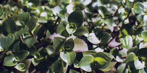 Green Small Plant Leaves Close Up Some Leaves Are Focused And Some Are