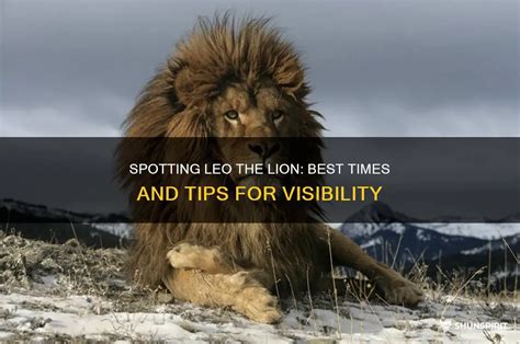 Spotting Leo The Lion Best Times And Tips For Visibility Shunspirit
