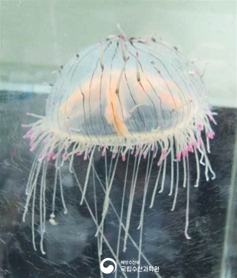 비상 맹독성 해파리 출몰