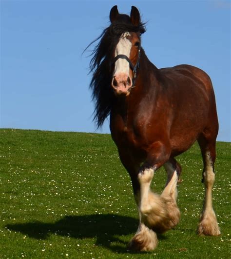 100 Clydesdale Horse Pictures