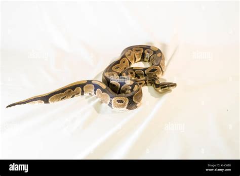 Royal Or Ball Python Snake Isolated On White Background Stock Photo Alamy