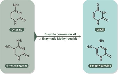 Understanding Dna Methylation Sequencing Methods Applications And