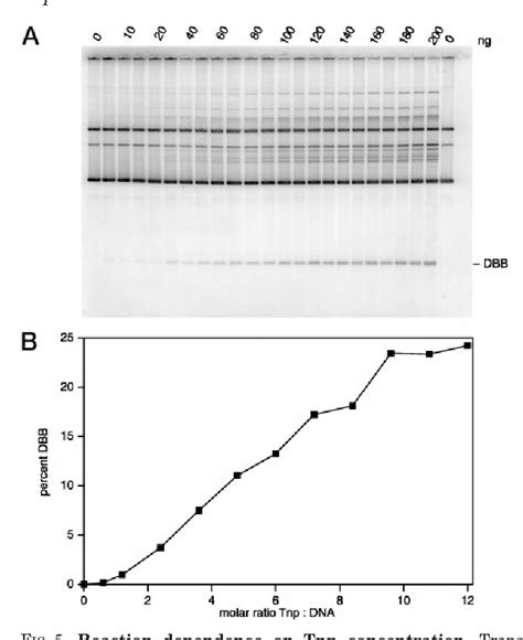 Figure 5 From Tn5 In Vitro Transposition Semantic Scholar