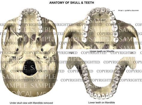 Anatomy Of Teeth And Skull — Medical Art Works