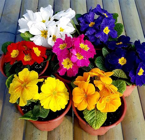 🌿 🌿 აჩუქეთ მანანას ყვავილები გორში