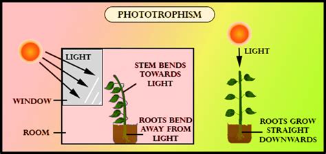 How Does Phototropism Occur In Plants A If A Plant Part Moves Towards The Light It Is Called