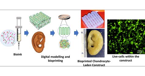 3d Bioprinting Using Cross Linker Free Silk Gelatin Bioink For Cartilage Tissue Engineering