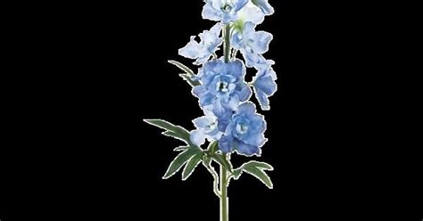 Delphinium Album On Imgur