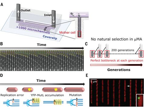 Mutation Dynamics And Fitness Effects Followed In Single Cells Science