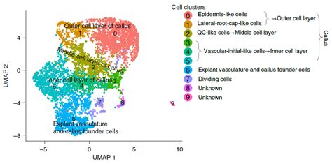 Single Cell Rna Seq Analysis Of Callus Regeneration From Arabidopsis