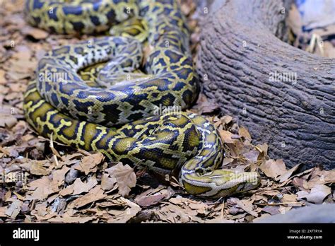 A Burmese Python Python Bivittatus One Of The Largest Species Of