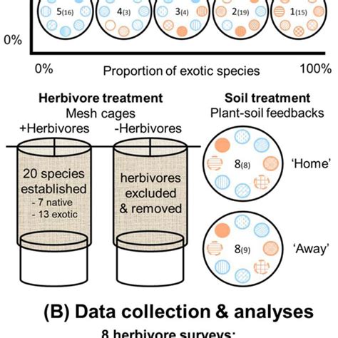 Conceptual Figure Detailing The Experimental Design Data Collection