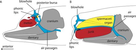 Schematic Diagrams Of Anatomical Structures Involved With Biosonar
