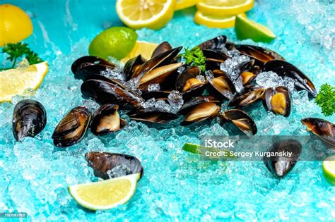 바다 강 홍합의 원시 오픈 잎 얼음에 푸른 바다 얼음 레몬과 라임의 조각은 녹색 빛 상단 측면보기 주위에 주위에 둥근 슬라이스