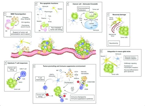 Microenvironmental Regulation Of The Metastatic Cascade The Tumor Download Scientific