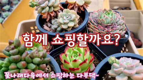 꽃나래다육에서 쇼핑하는 다부댁 과연 어떤 다육이가 바구니에 타게 될까요 Youtube