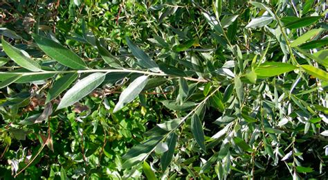 Salix Alba El Sauce Blanco Revista Sobre La Restauración Del Paisaje