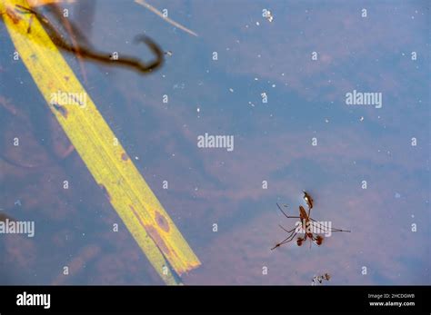 Water Strider Insect Floating On The Surface Of A Calm Water Body Stock