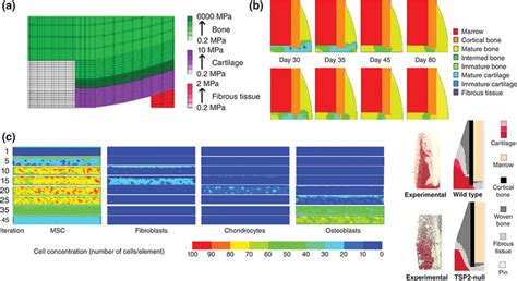 Computational Models That Take Various Biochemical Factors Into Download Scientific Diagram