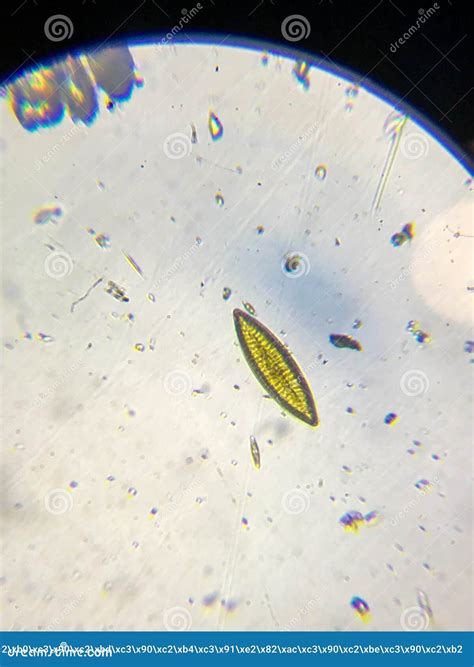 Water Microbes