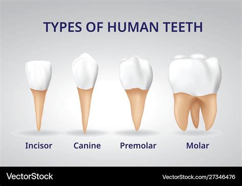 Types Human Teeth Bone Anatomy 3d Royalty Free Vector Image