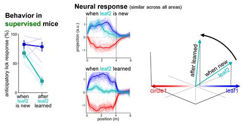 Unsupervised Pretraining In Biological Neural Networks