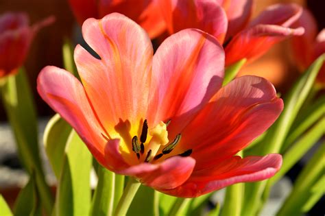Sun Tulip Shutterbug
