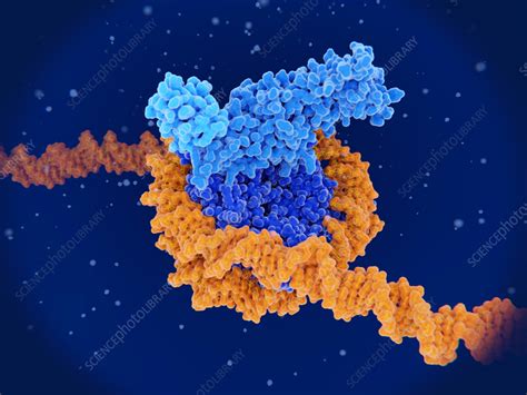 Histone Methylation Molecular Model Stock Image F0365376