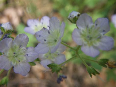 Linda Drage adlı kullanıcının Wild Flowers Butteries panosundaki Pin