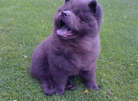 Blue Chow Chow Dog Pictures Appearance Temperament Chow Chow Galaxy