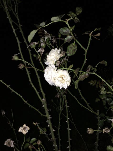 Rose Garden Full Of Thorns Garden Photography Inspiration Nighttime