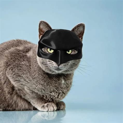 Masc Cat Batman New Batman Cat Mask Is About To Be A Major Halloween
